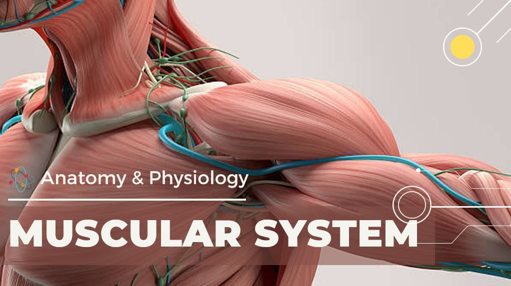 Muscular System Ppt