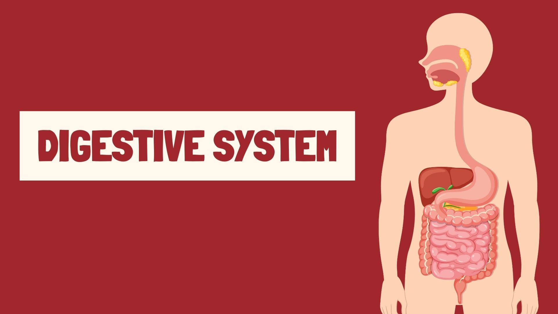 Digestive System For Grade 4 Powerpoint
