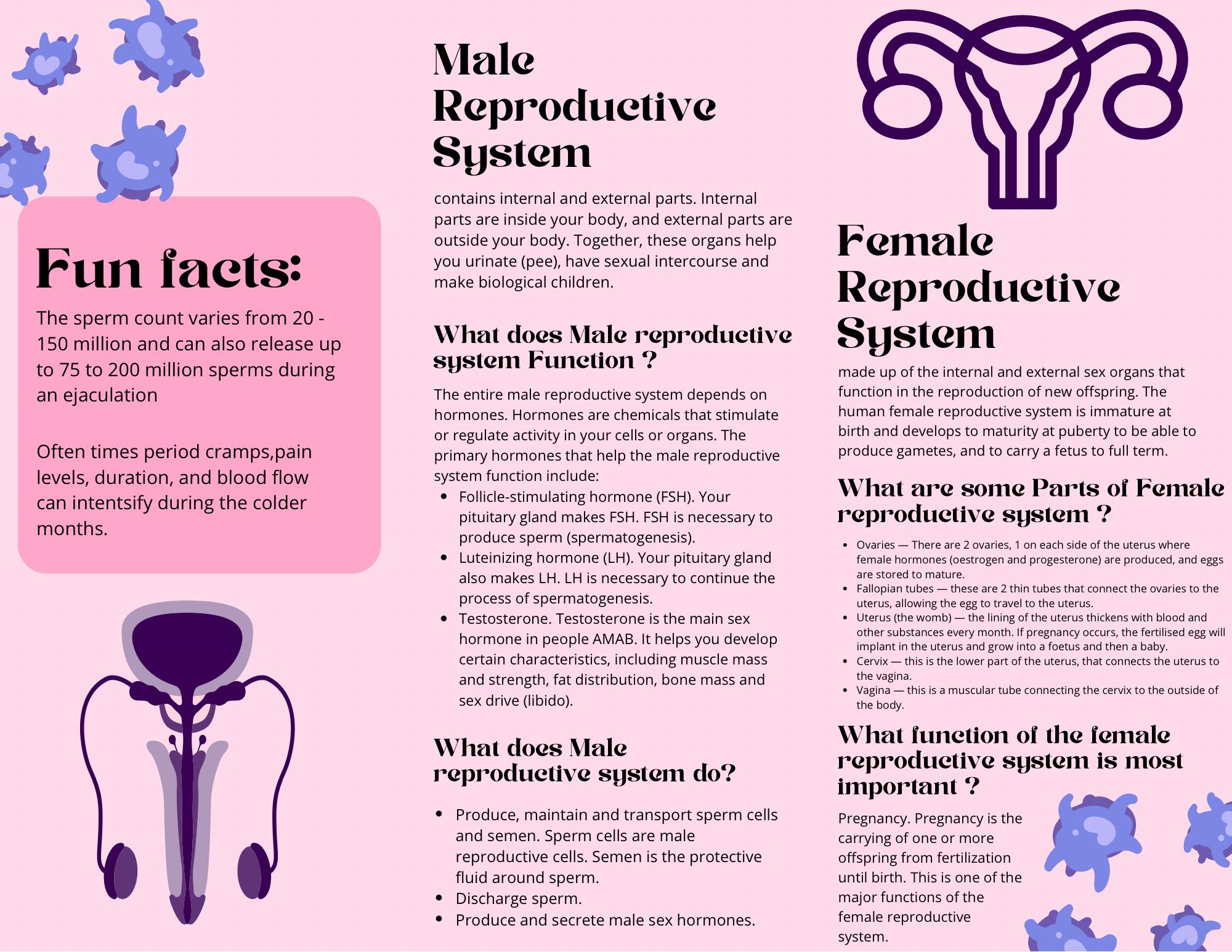 Parts Of Reproductive System And Their Functions
