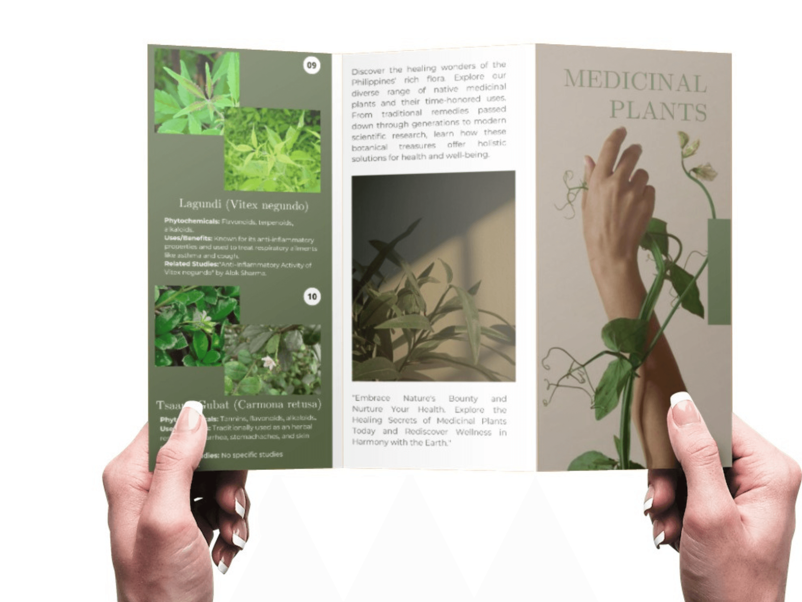 Philippine Medicinal Plants And Their Uses