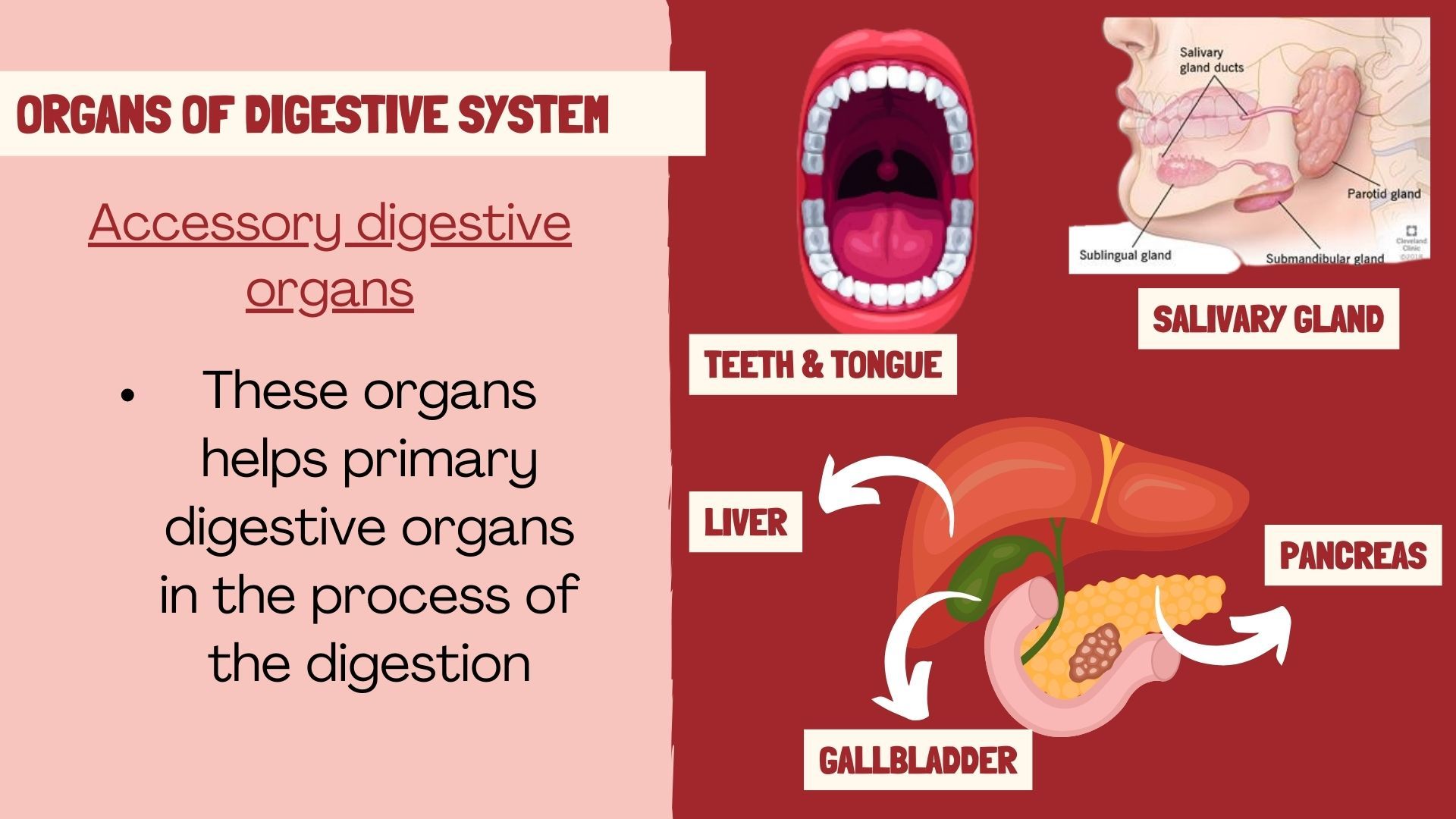 Digestive System For Grade 4 Powerpoint