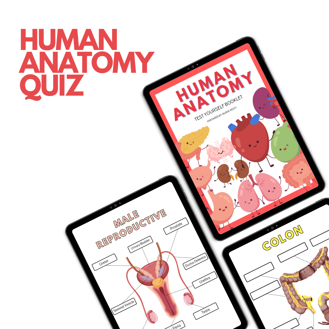Anatomy Online Test Abdominal Anatomy Quizlet : Posterior Abdominal