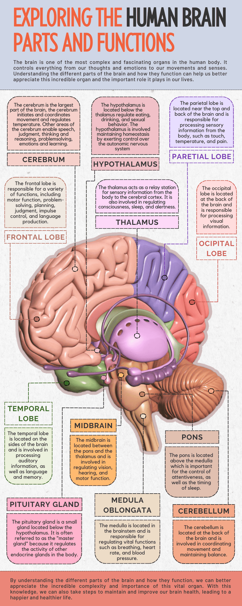 Human Brain Parts And Their Functions - Infoupdate.org