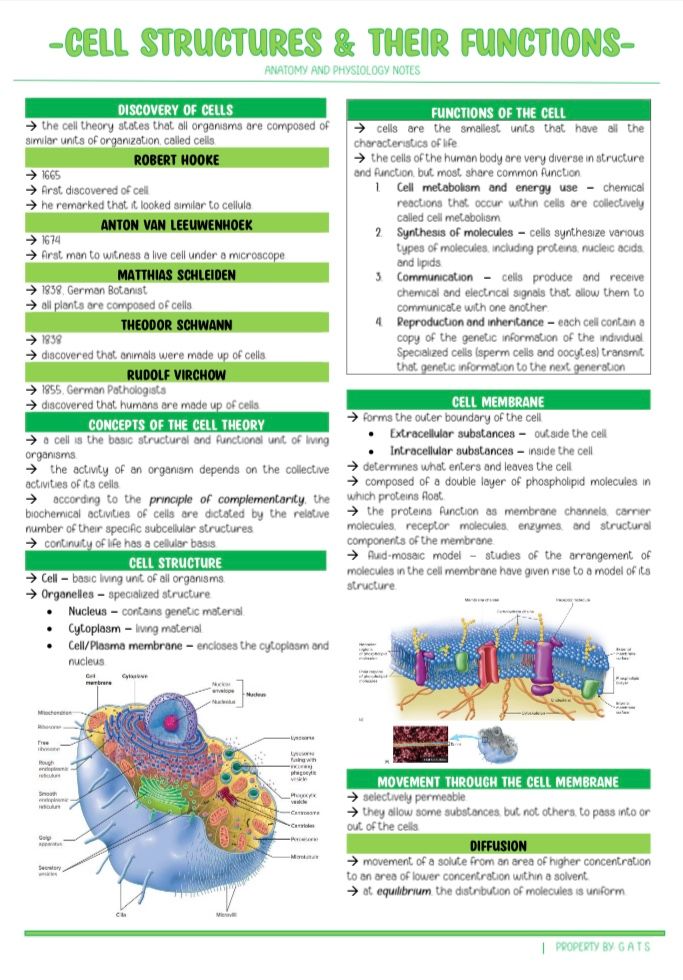 Basic Anatomy And Physiology Notes Animals 🤓Anatomy And Physiology