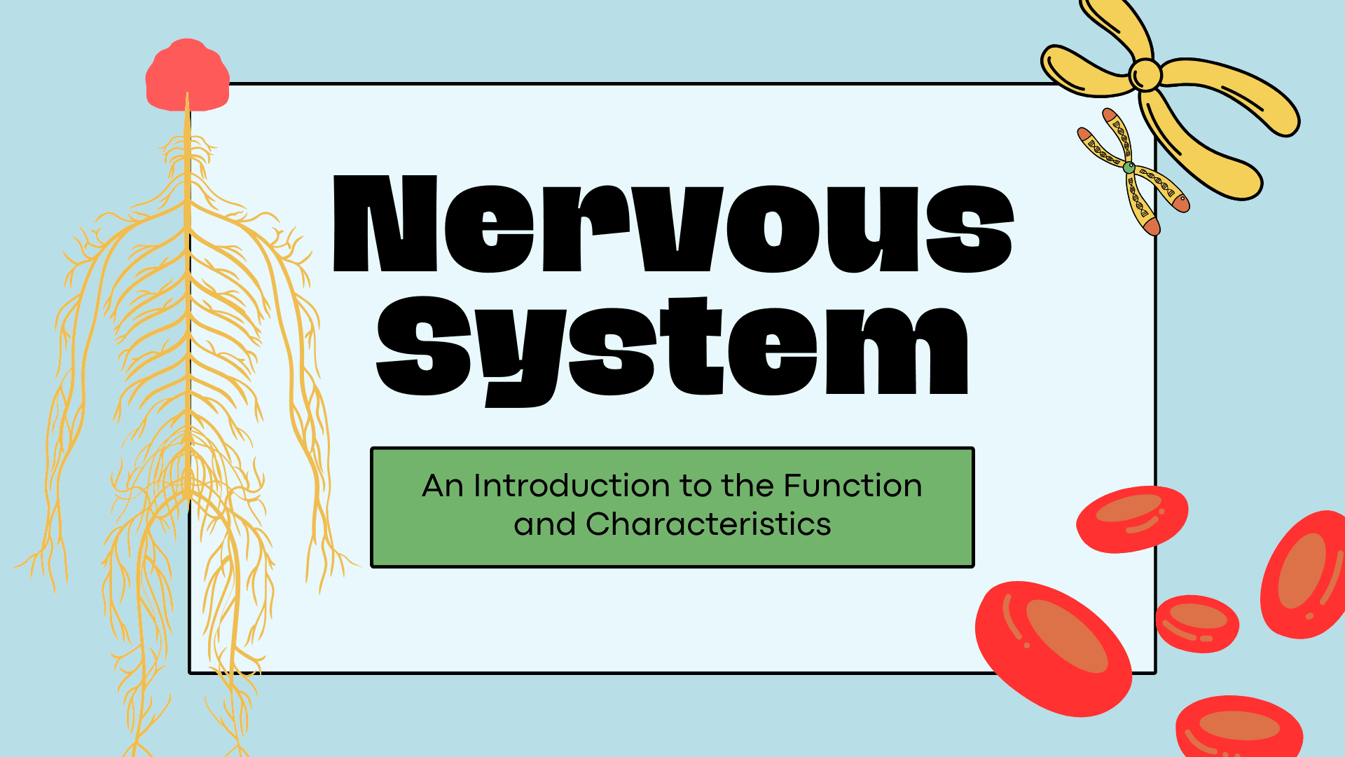 Nervous System Slides