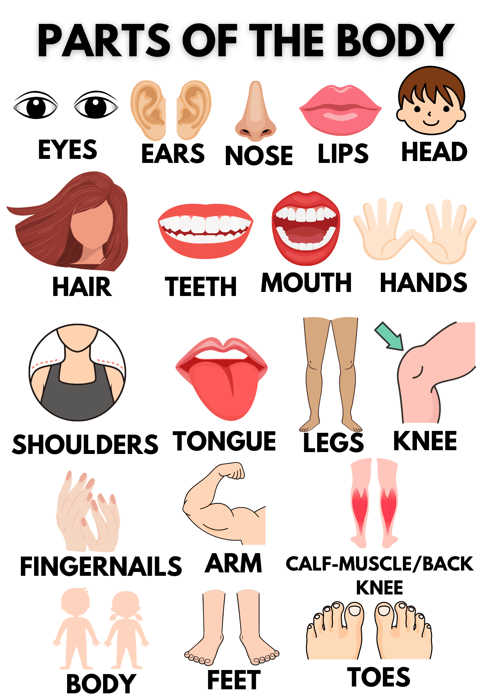 Partes Del Cuerpo En Ingls Parts Of The Body In English Partes Del