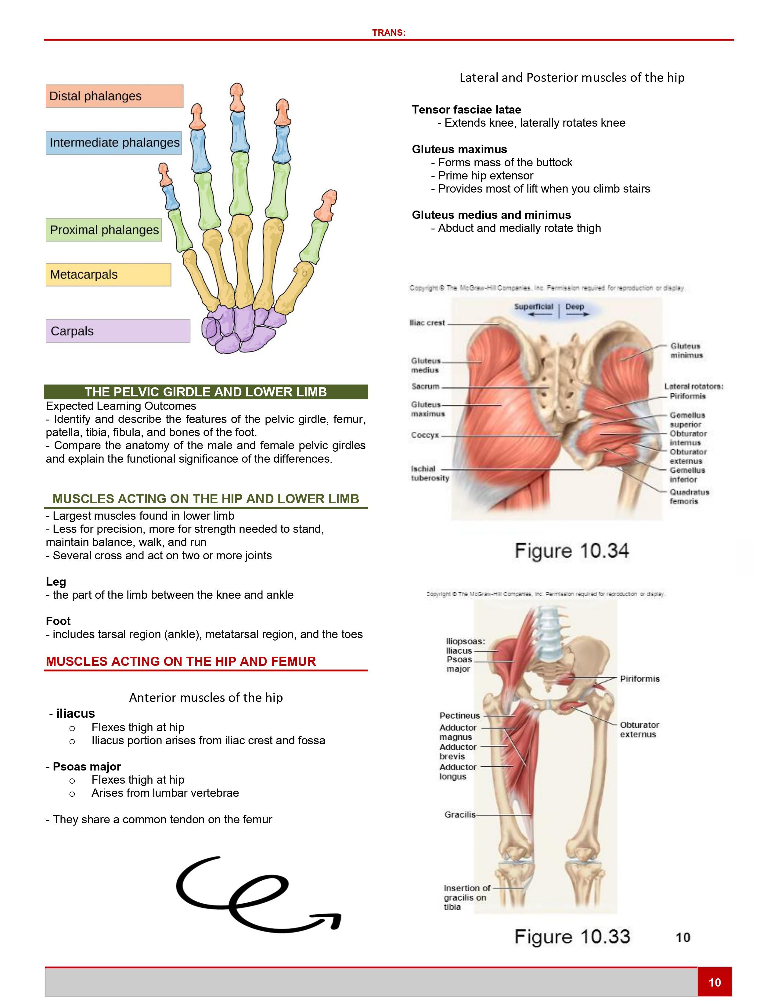 Anatomy And Physiology Skeletal System