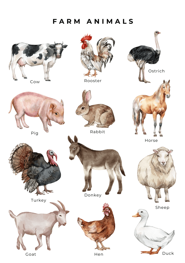 Pictures Of Farm Animals In The Philippines