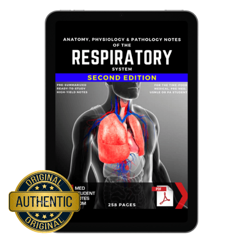 Anatomy And Physiology Respiratory System In Medical Anatomy And