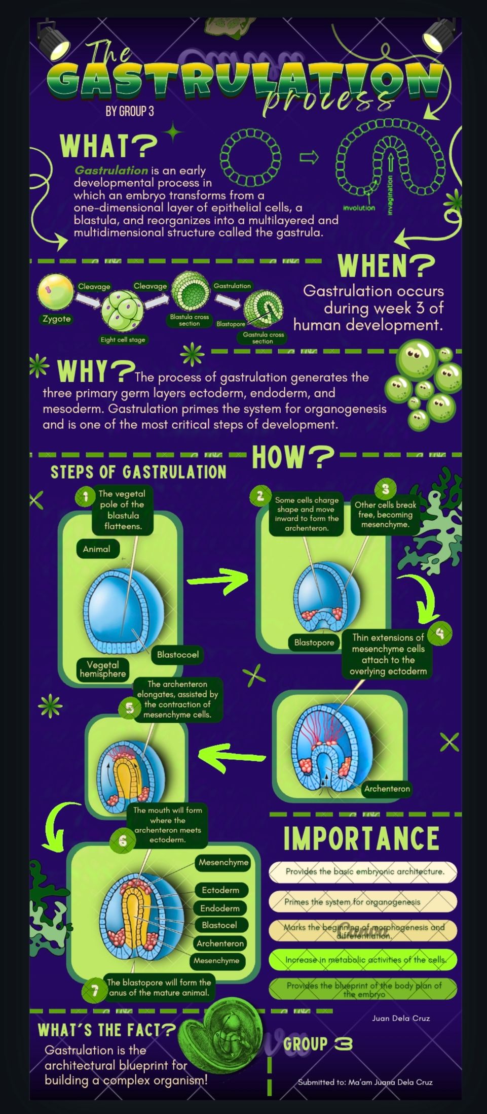 Gastrulation Definition Biology Developmental Biology Of