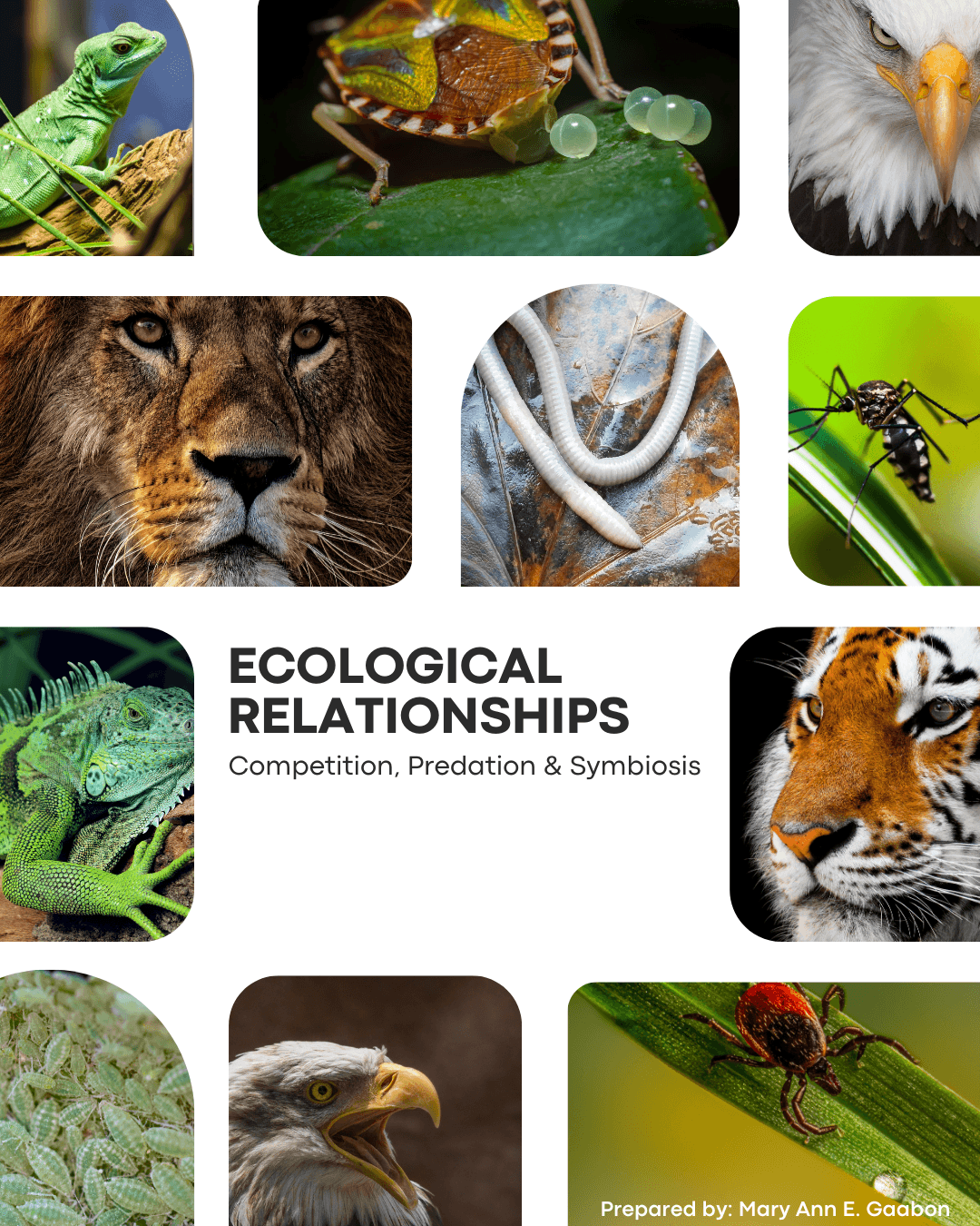 Ecological Relationship