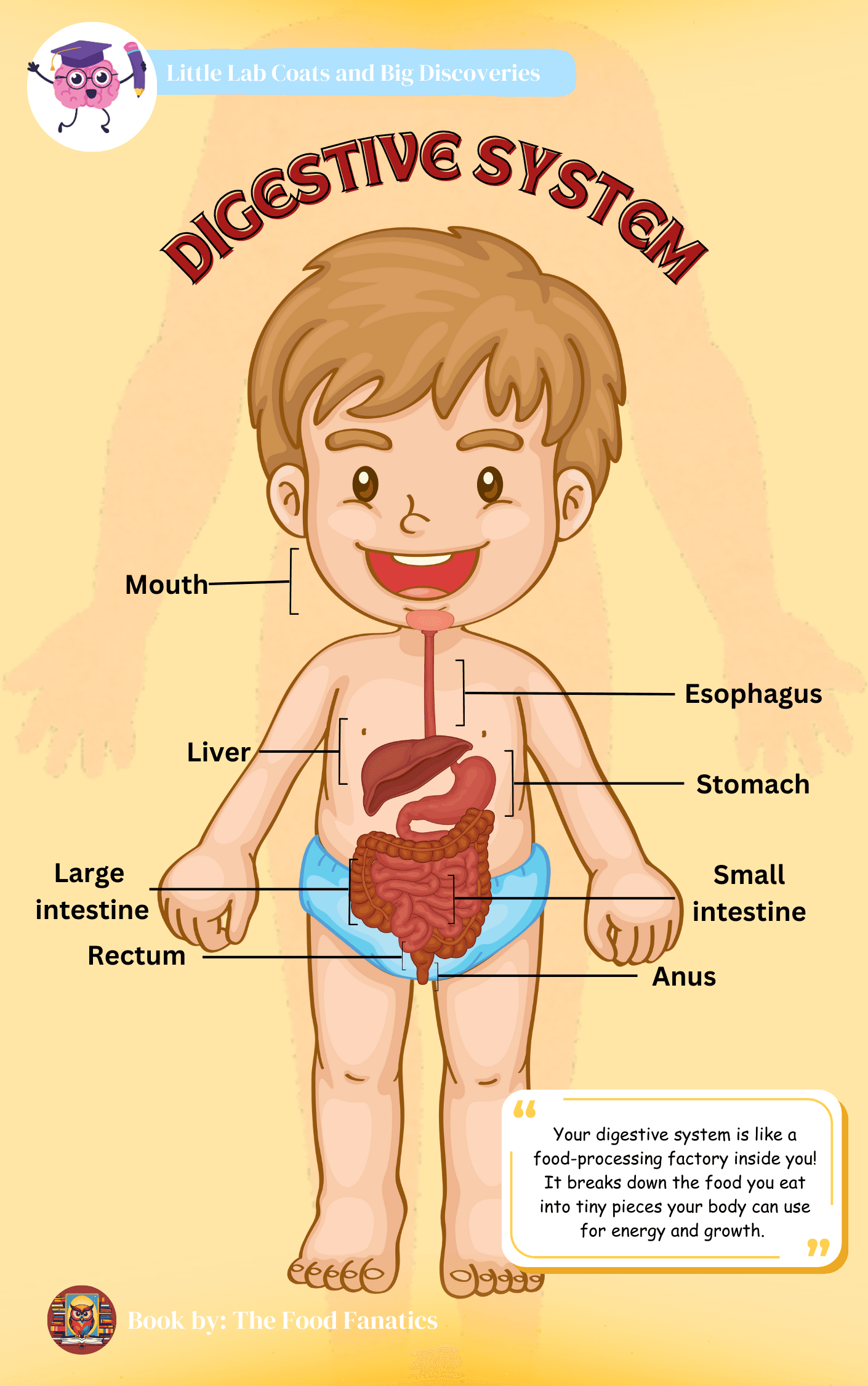 Human Digestive System Labeled For Kids