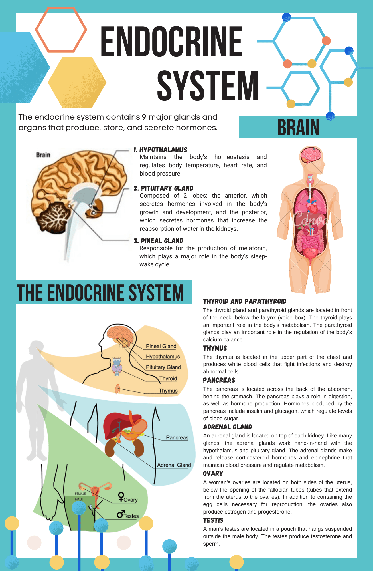 Infographic Human Body Endocrine System Endocrine Endocrine System