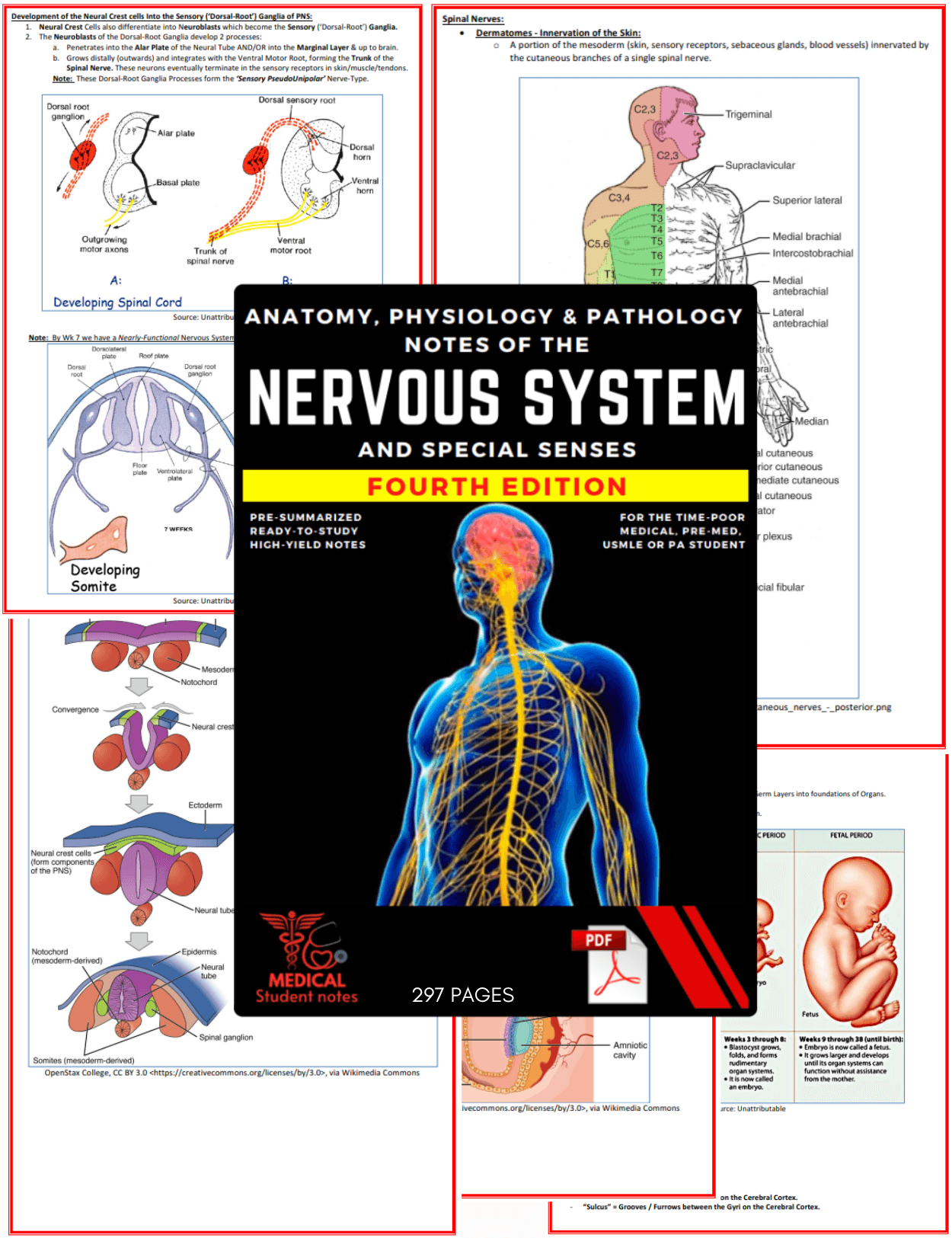 Nervous System And Special Senses Anatomy Page 7