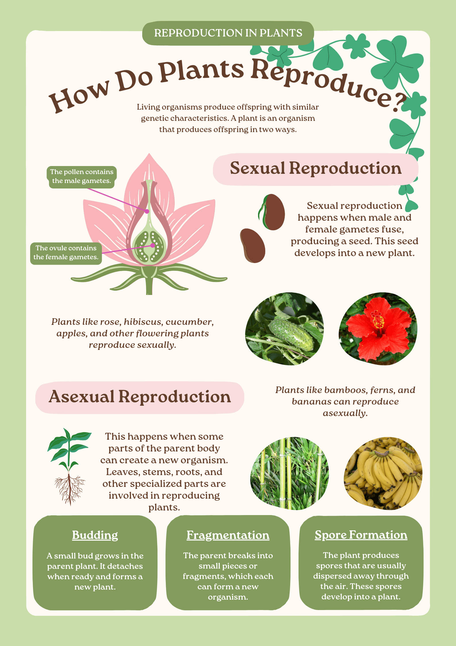 How Does Plants Reproduce How Plants Reproduce / RHS Gardening