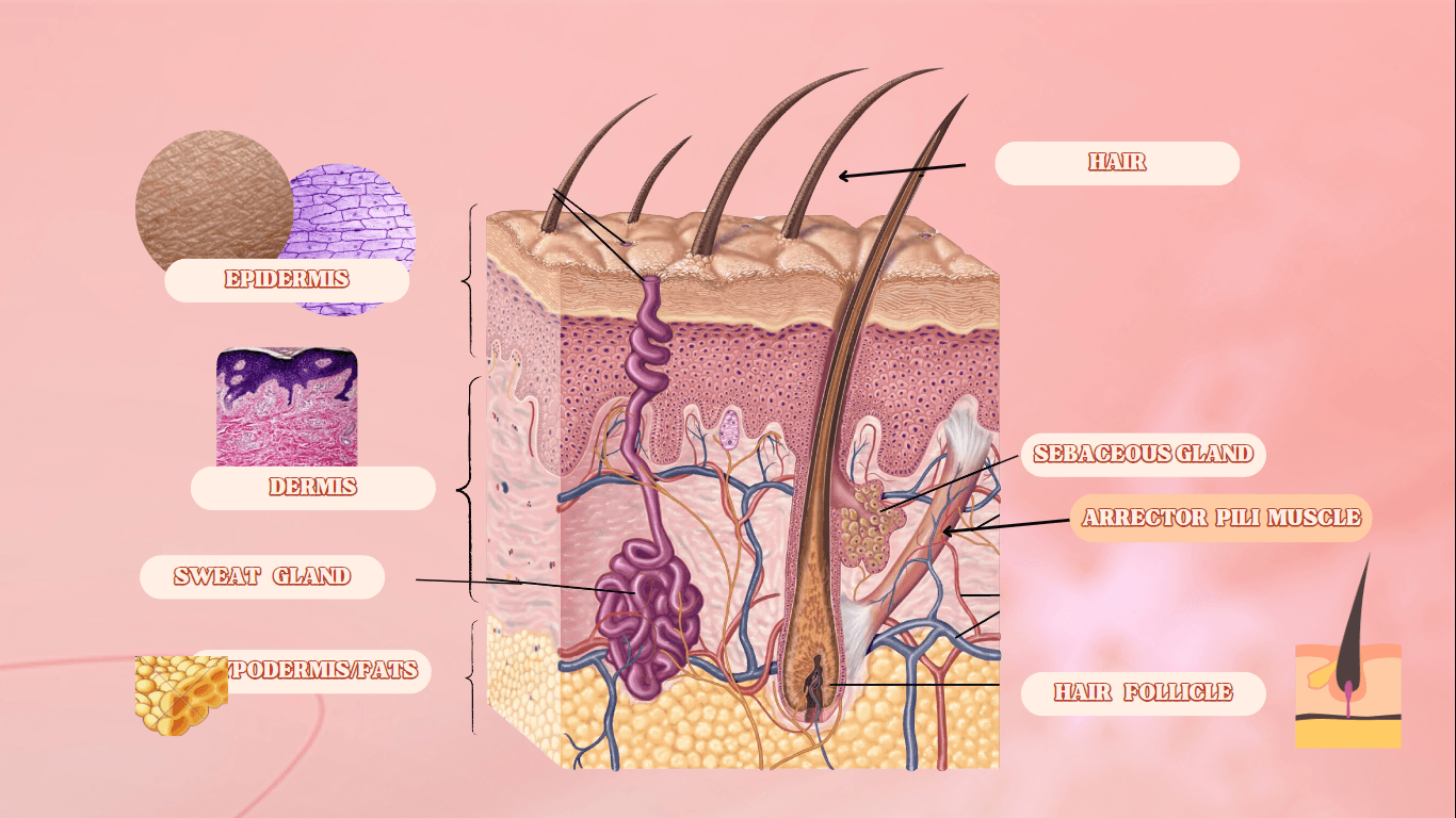 Ppt Integumentary System Powerpoint Presentation Free