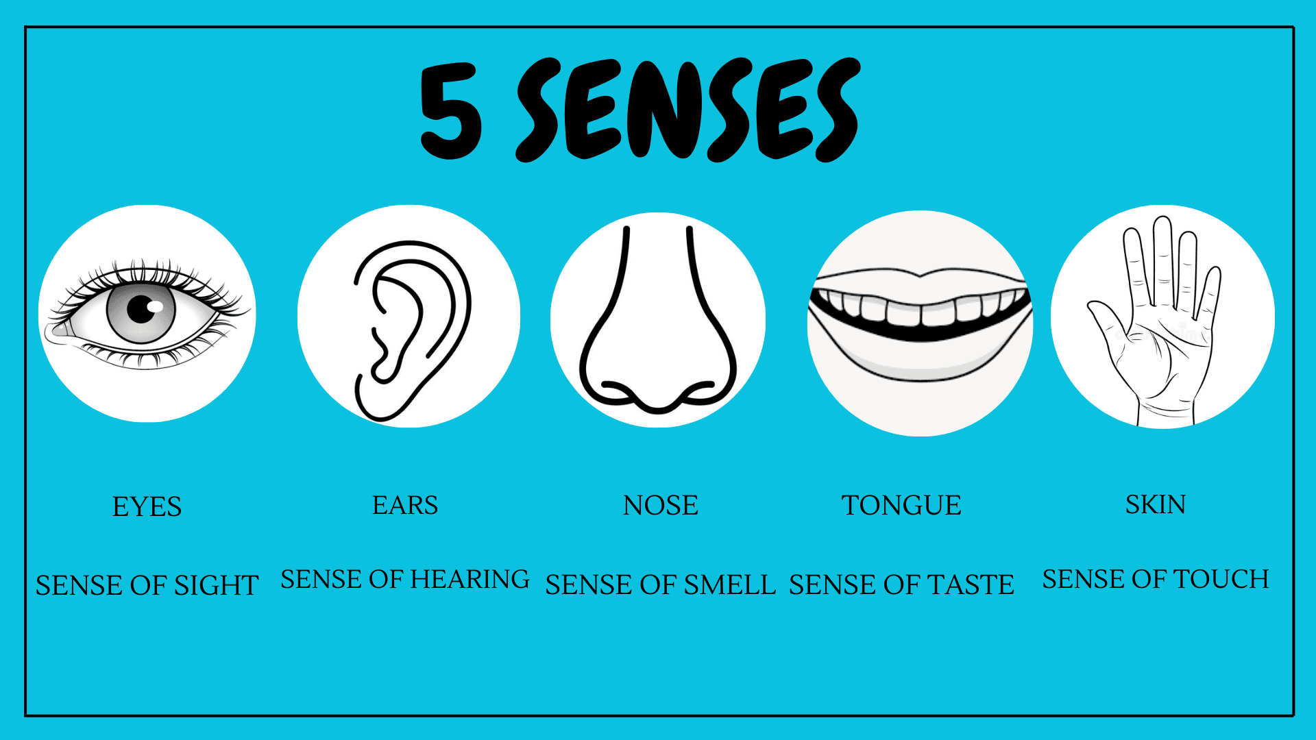 5 Senses Of The Body