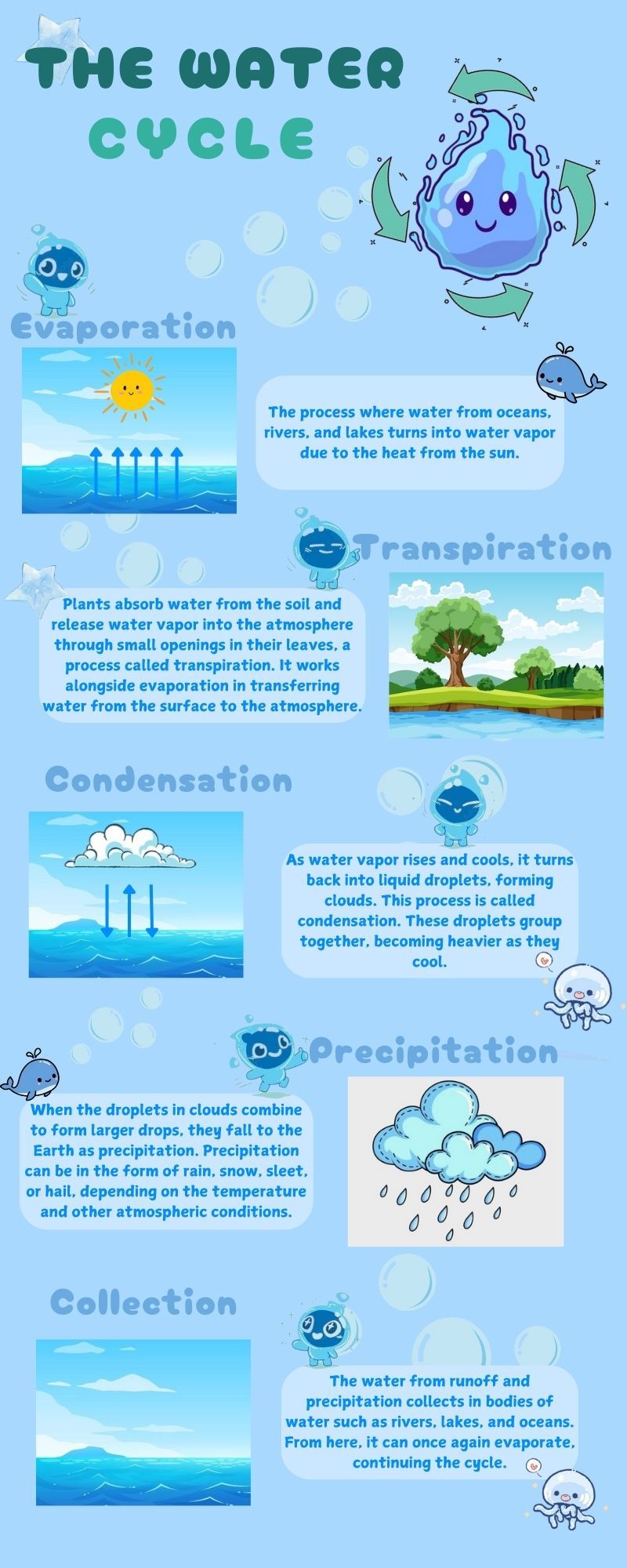 Water Cycle Infographic Water Cycle Infographic