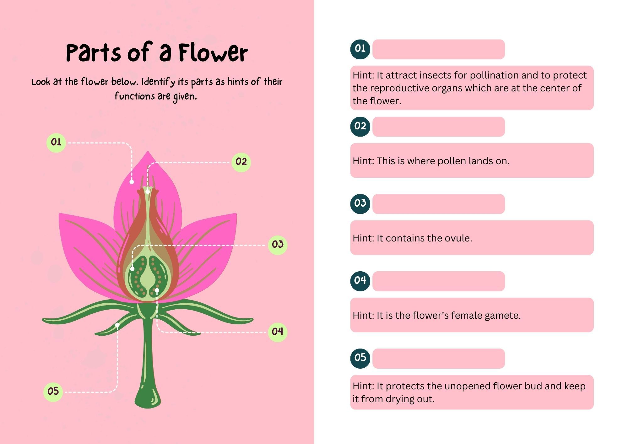 Parts Of A Flower And Their Functions Pdf Grade 5 - Infoupdate.org