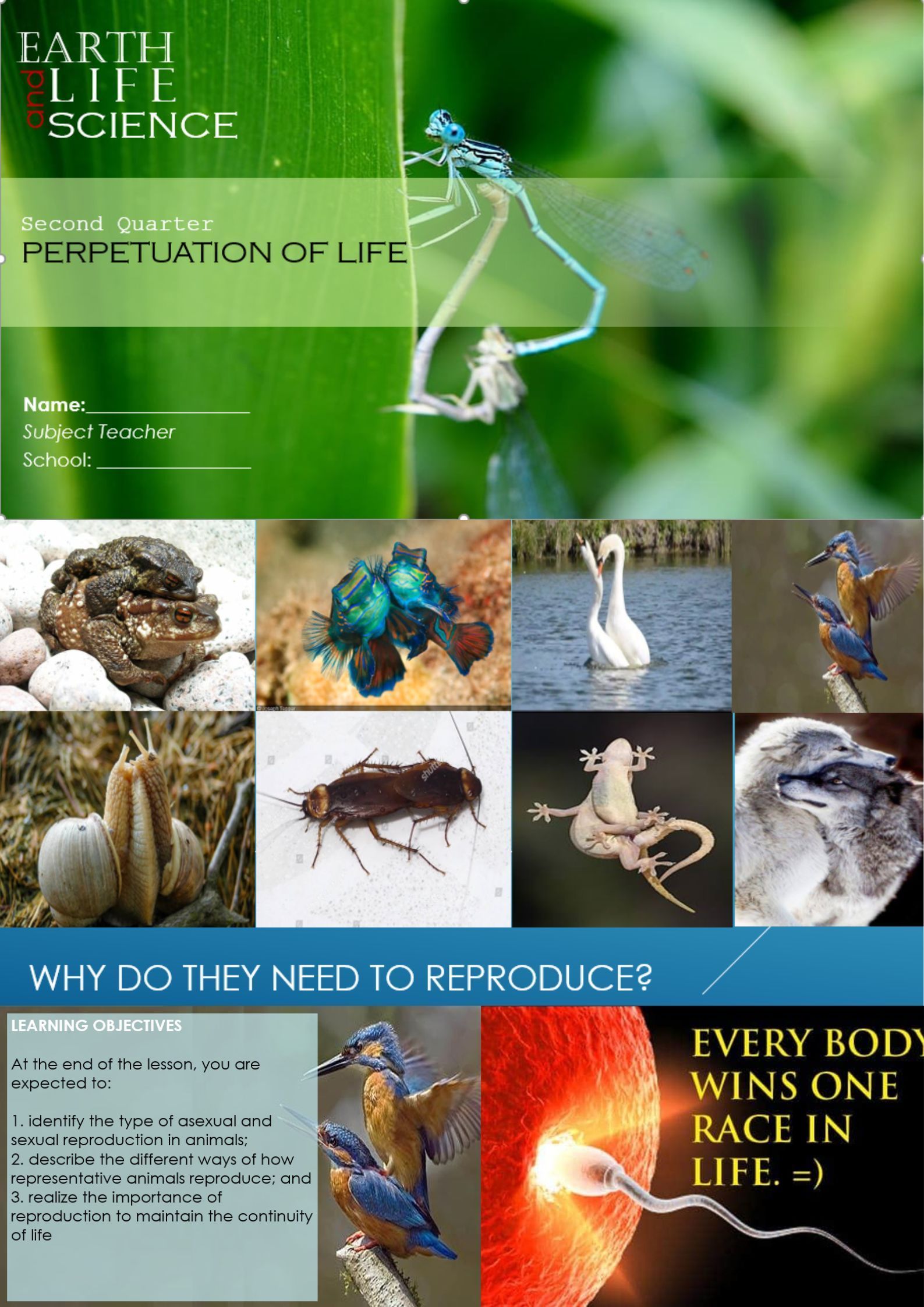 Animal Sexual Reproduction