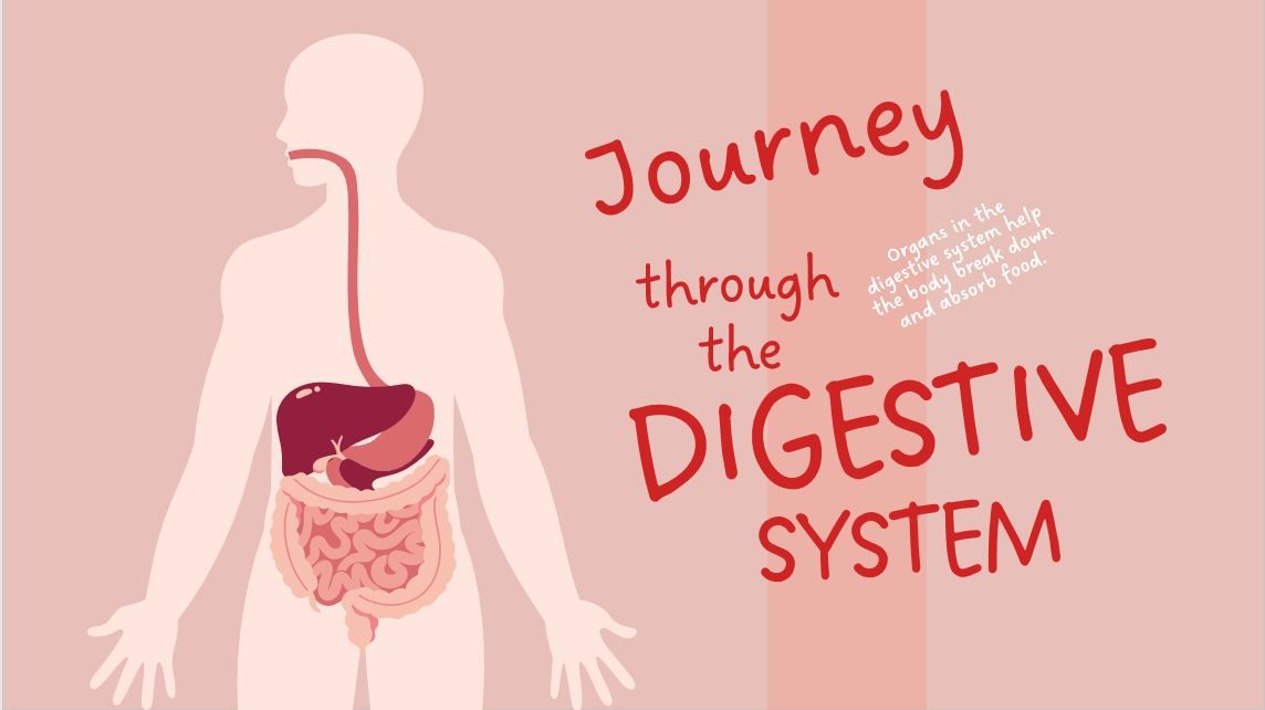 Anatomy Of Abdomen Ppt Abdominal Muscles Physiopedia