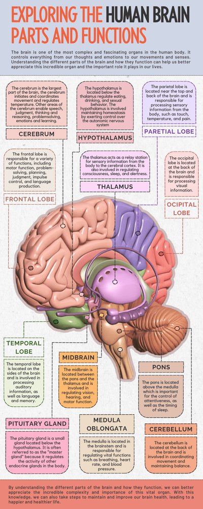 Human Brain Parts And Functions The Many Parts Of The Human Brain And