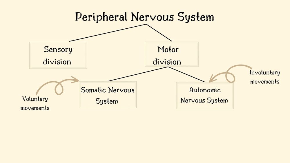 Peripheral Nervous System Ppt