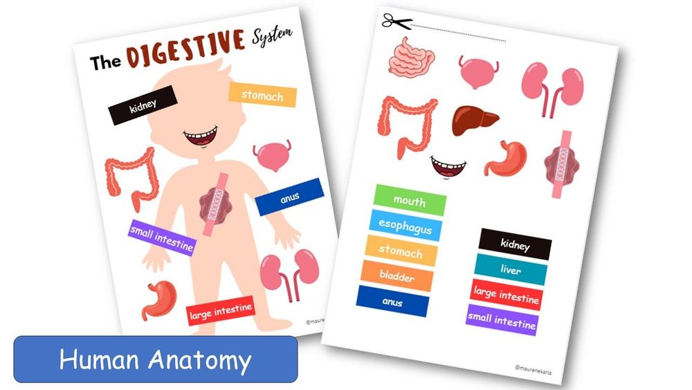Digestive System Printable Cutouts
