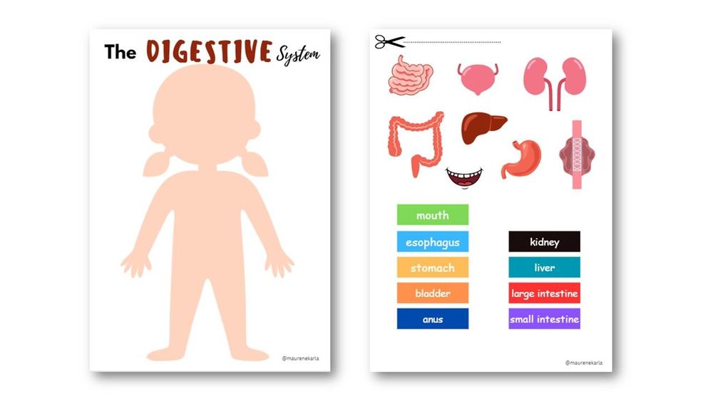Digestive System Printable Cutouts