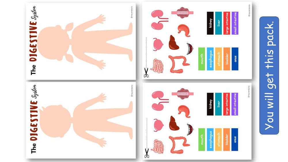 Digestive System Printable Cutouts