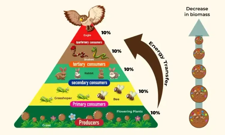 Piramide Ecologica Trabajo De Ecología | PDF