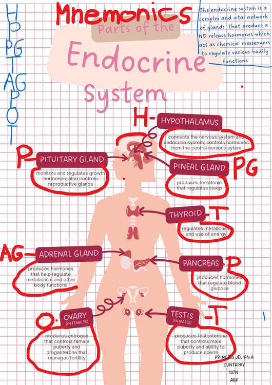 hypothalamus function mnemonic