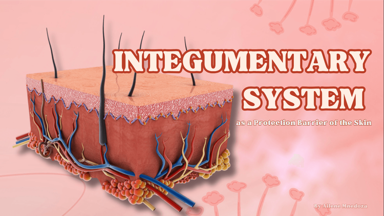 Ppt Integumentary System Powerpoint Presentation Free