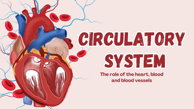 Circulatory System Ppt An Overview Of The Cardiovascular And Blood