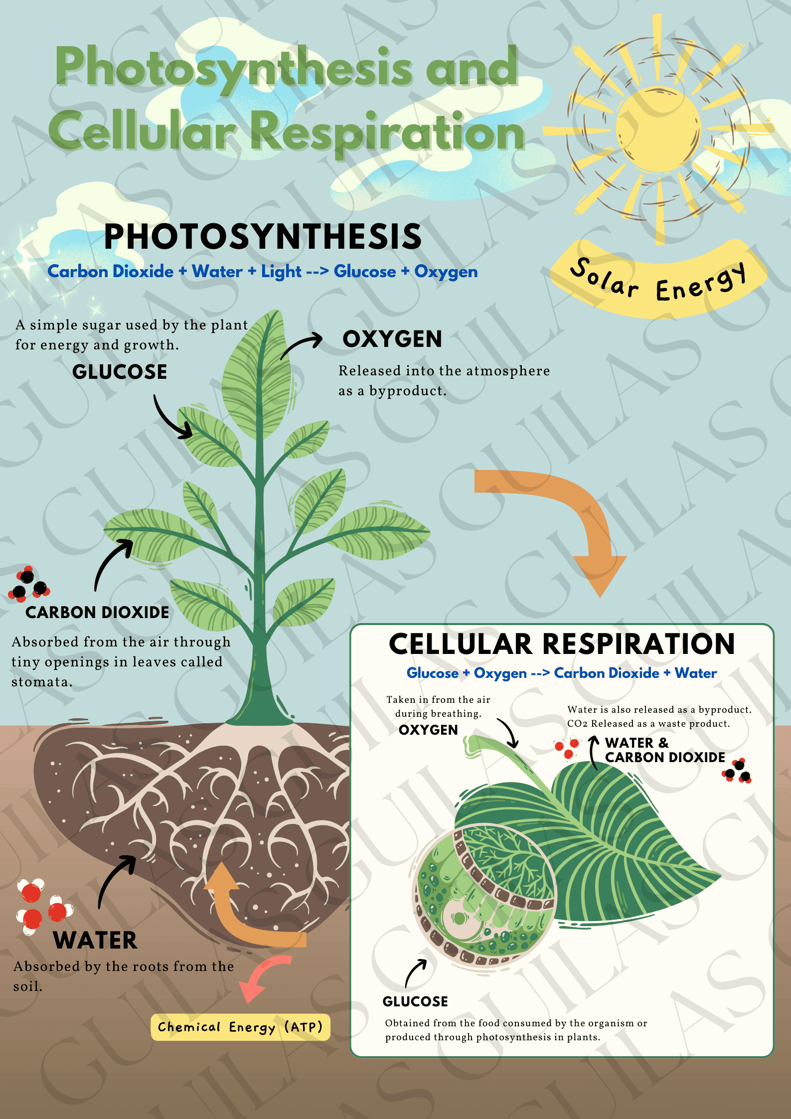 Cellular Respiration And Photosynthesis Poster