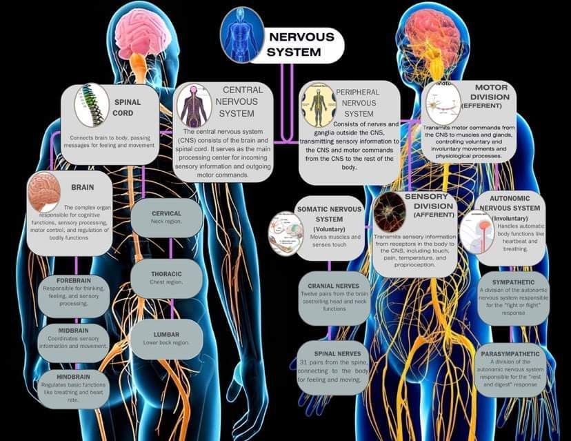 Nervous System Concept Map