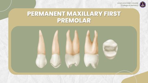 Maxillary Premolar Anatomy 9: The Permanent Maxillary Premolars
