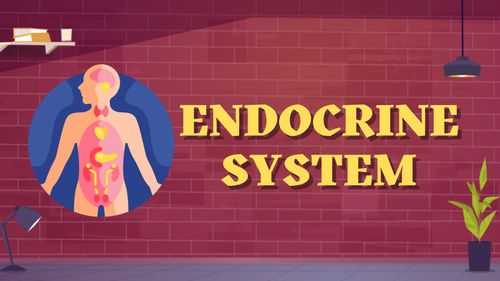 Endocrine System For Kids Powerpoint