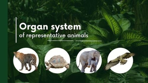 Organ System Of Different Animals